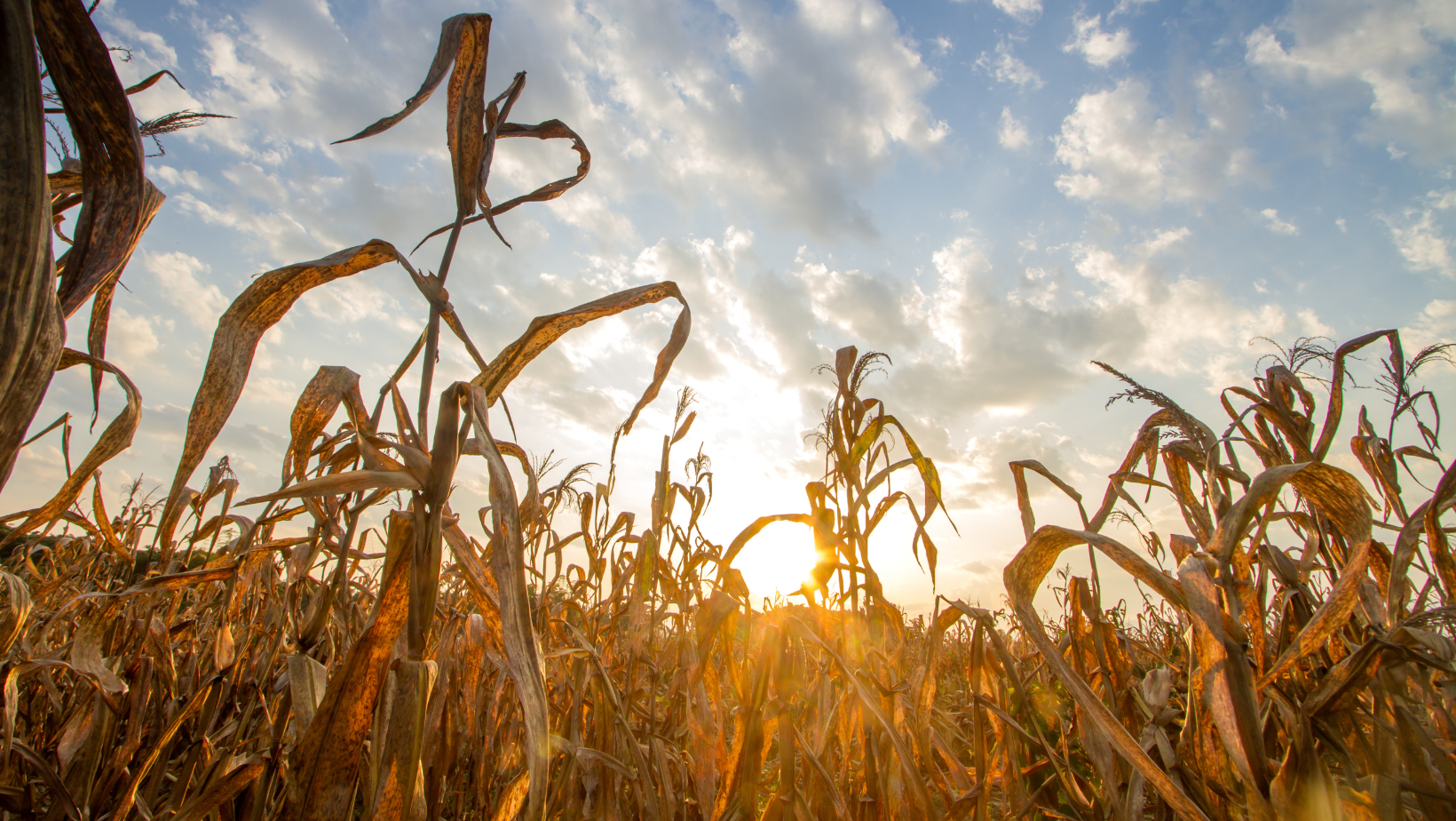 Strengthening Climate Resilience in Agricultural Livelihoods in Agro ...